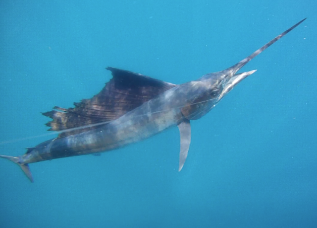 key largo sailfish – Key Largo Fishing Report