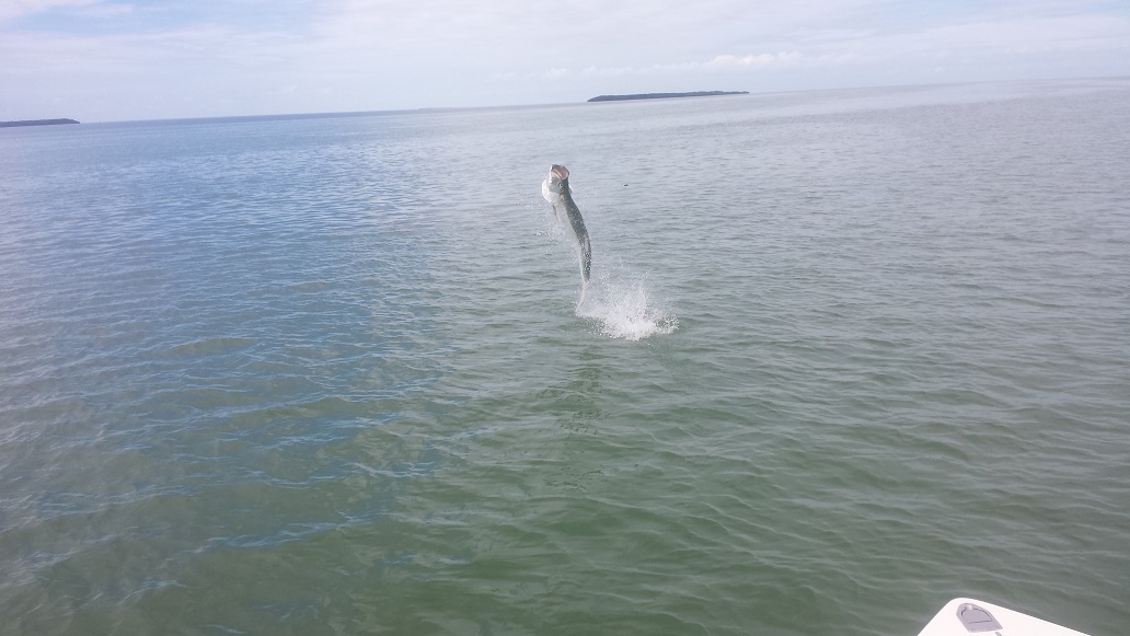 91314tarpon – Key Largo Fishing Report